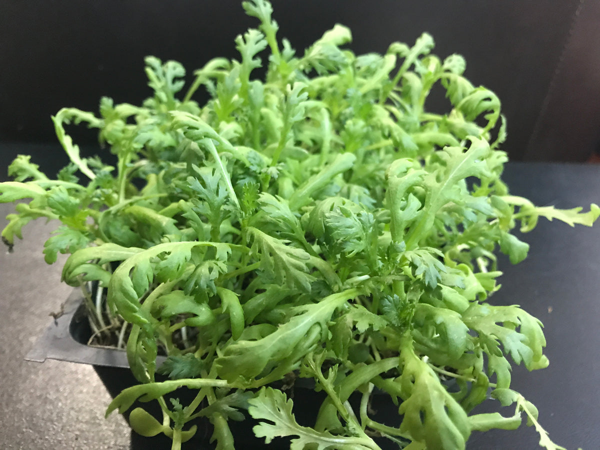 Shungiku Microgreens – South University Farmers Market