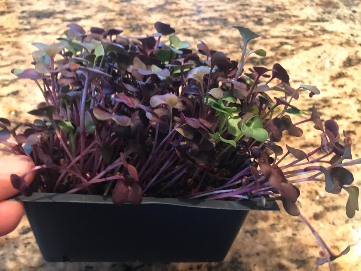 Rambo Radish Microgreens – South University Farmers Market